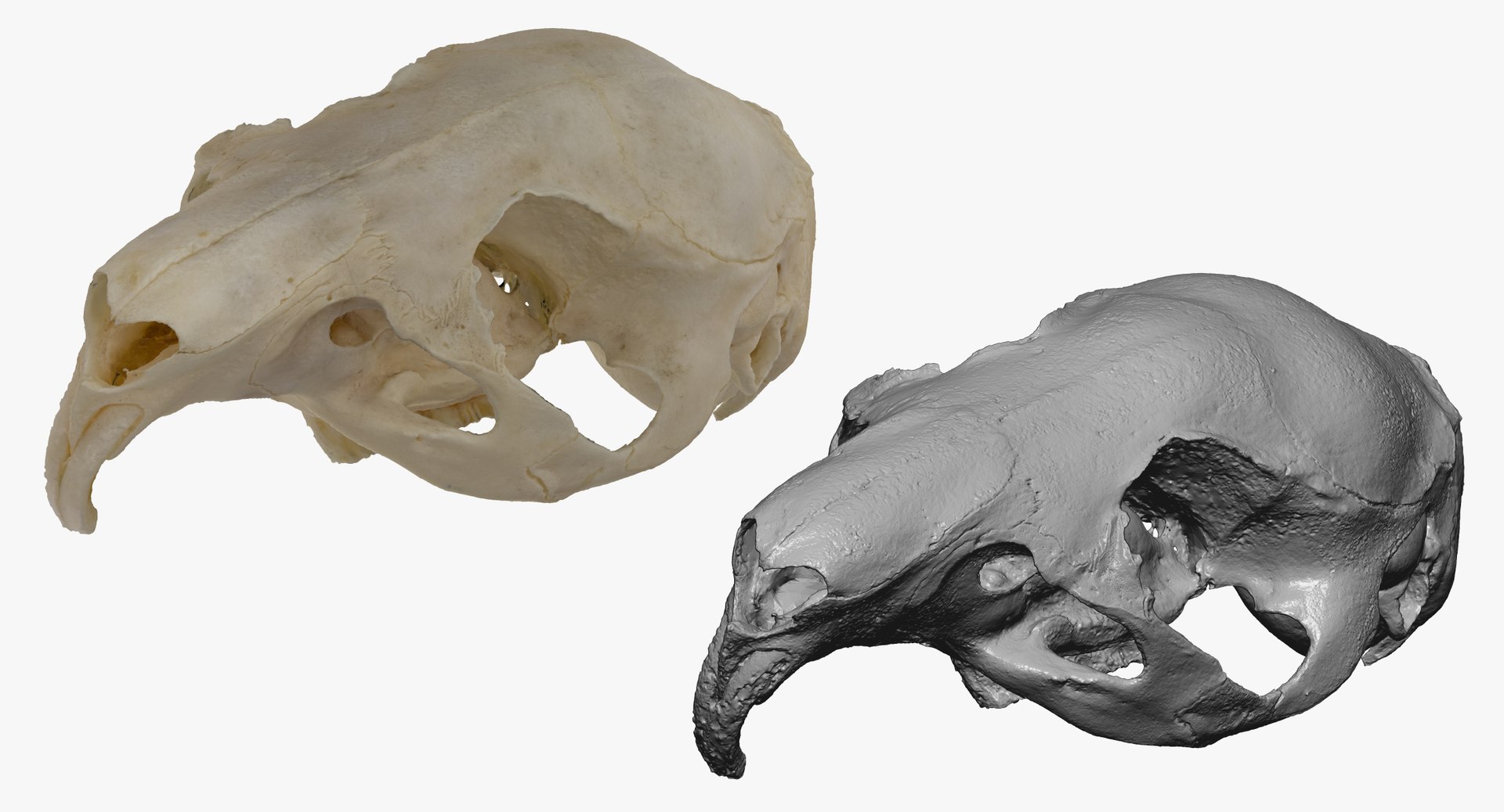 Domestic Guinea Pig Cavia 3D Model - TurboSquid 1576799