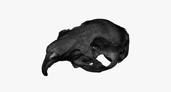 Domestic guinea pig cavia 3D model - TurboSquid 1576799