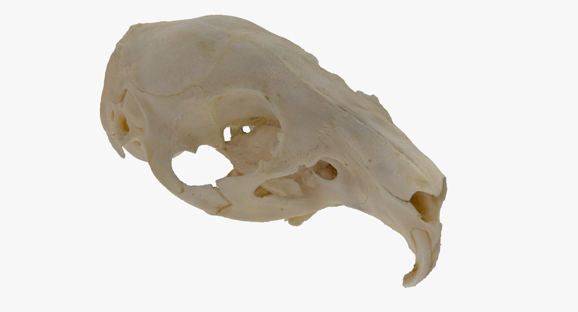 Domestic Guinea Pig Cavia 3D Model - TurboSquid 1576799