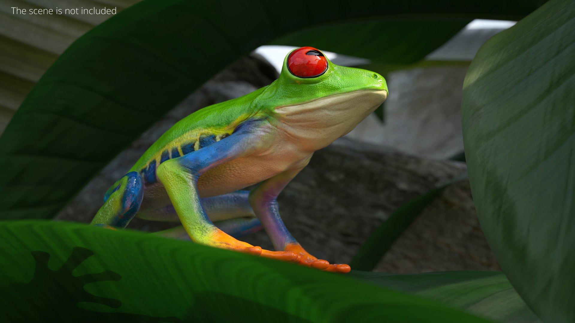 Idle Red Eyed Tree Frog Animated Rigged For Blender 3D Model - TurboSquid 2505250
