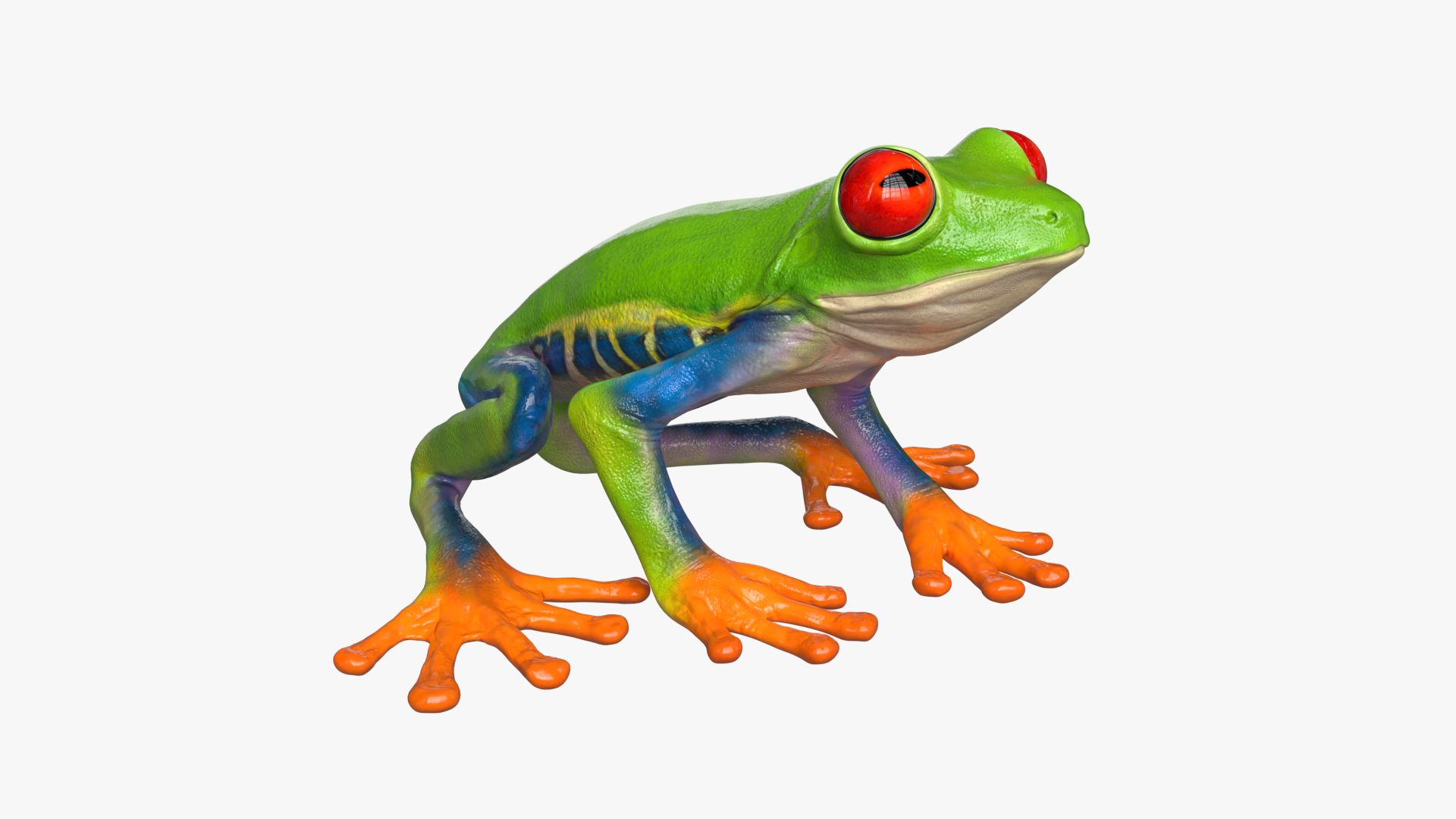 Idle Red Eyed Tree Frog Animated Rigged For Blender 3D Model - TurboSquid 2505250