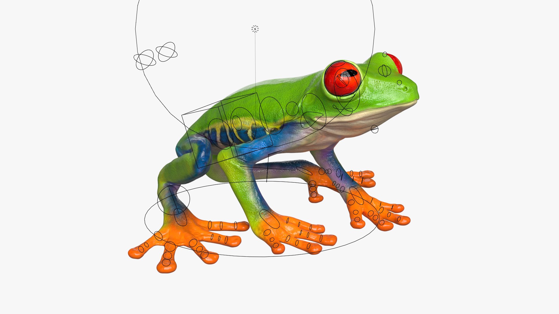 Idle Red Eyed Tree Frog Animated Rigged For Blender 3D Model ...