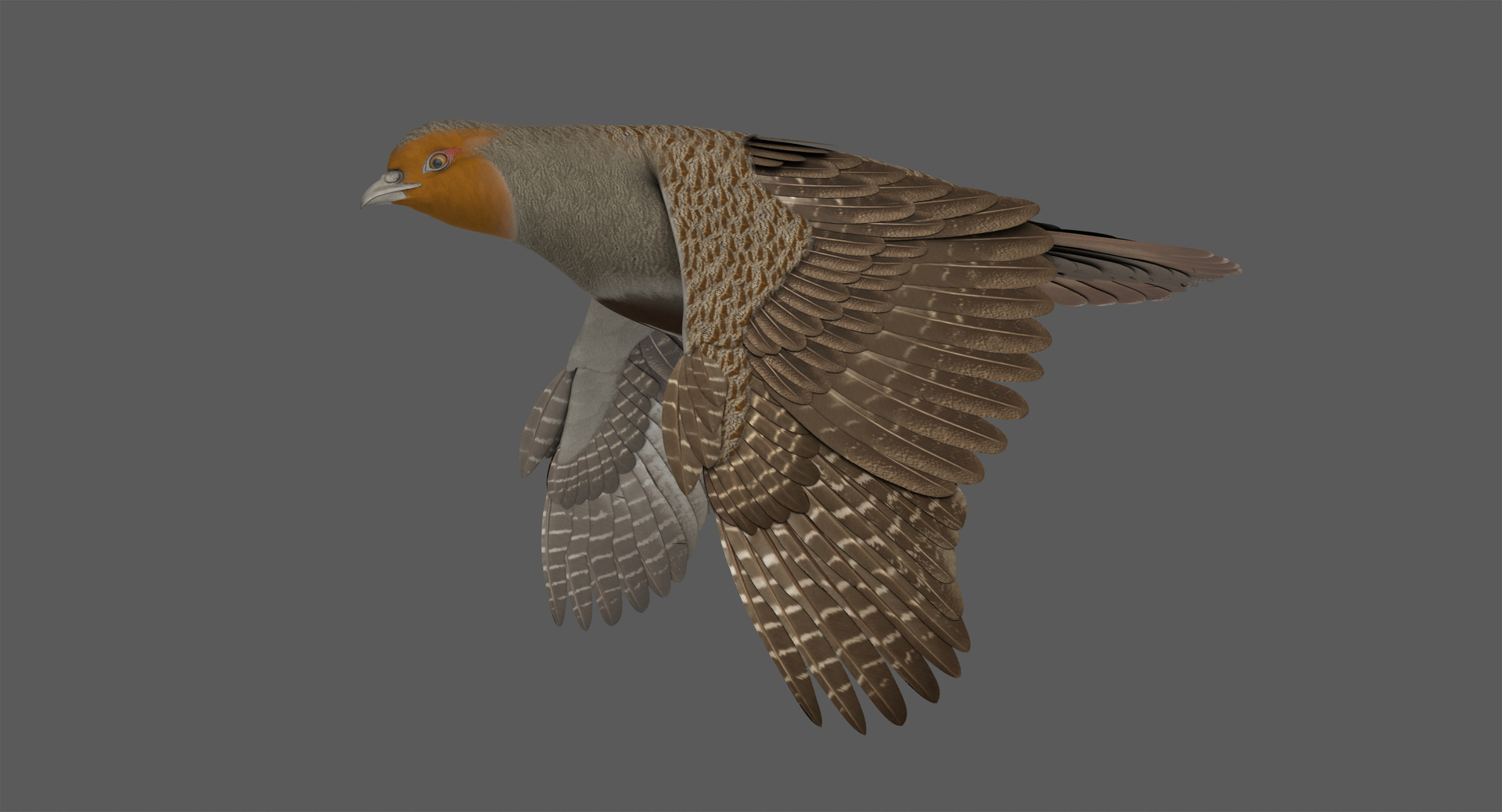 3D model rigged grey partridge - TurboSquid 1321248