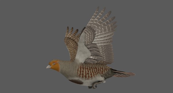 3D model rigged grey partridge - TurboSquid 1321248