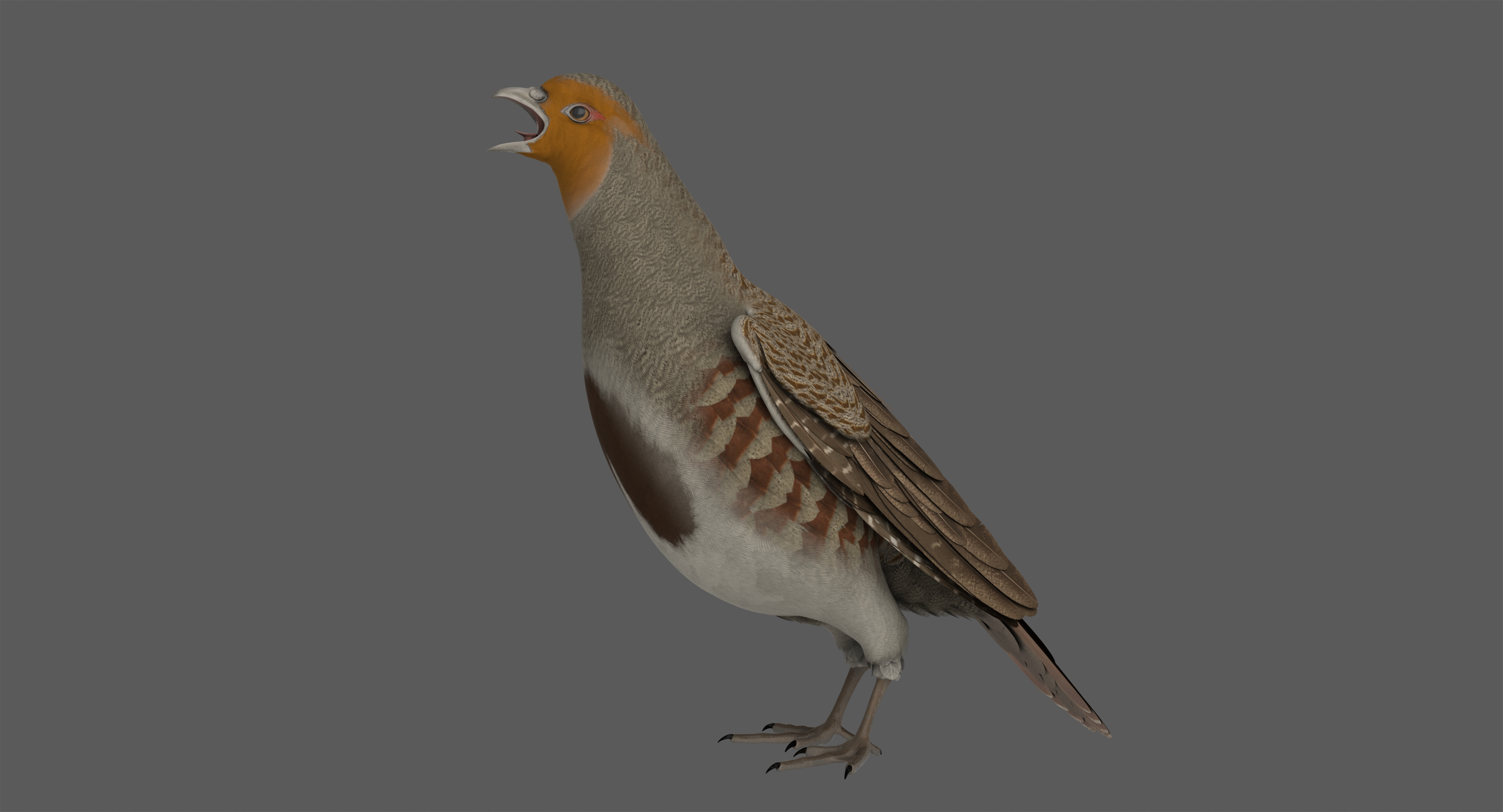 3D model rigged grey partridge - TurboSquid 1321248