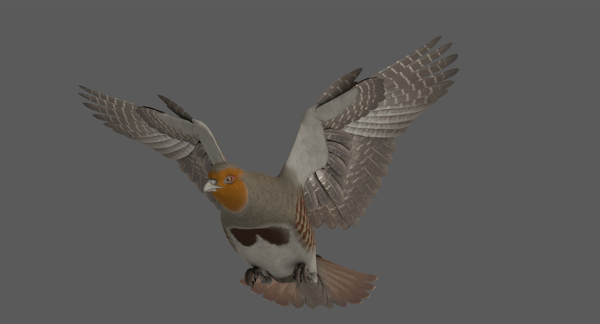 3D Model Rigged Grey Partridge - TurboSquid 1321248