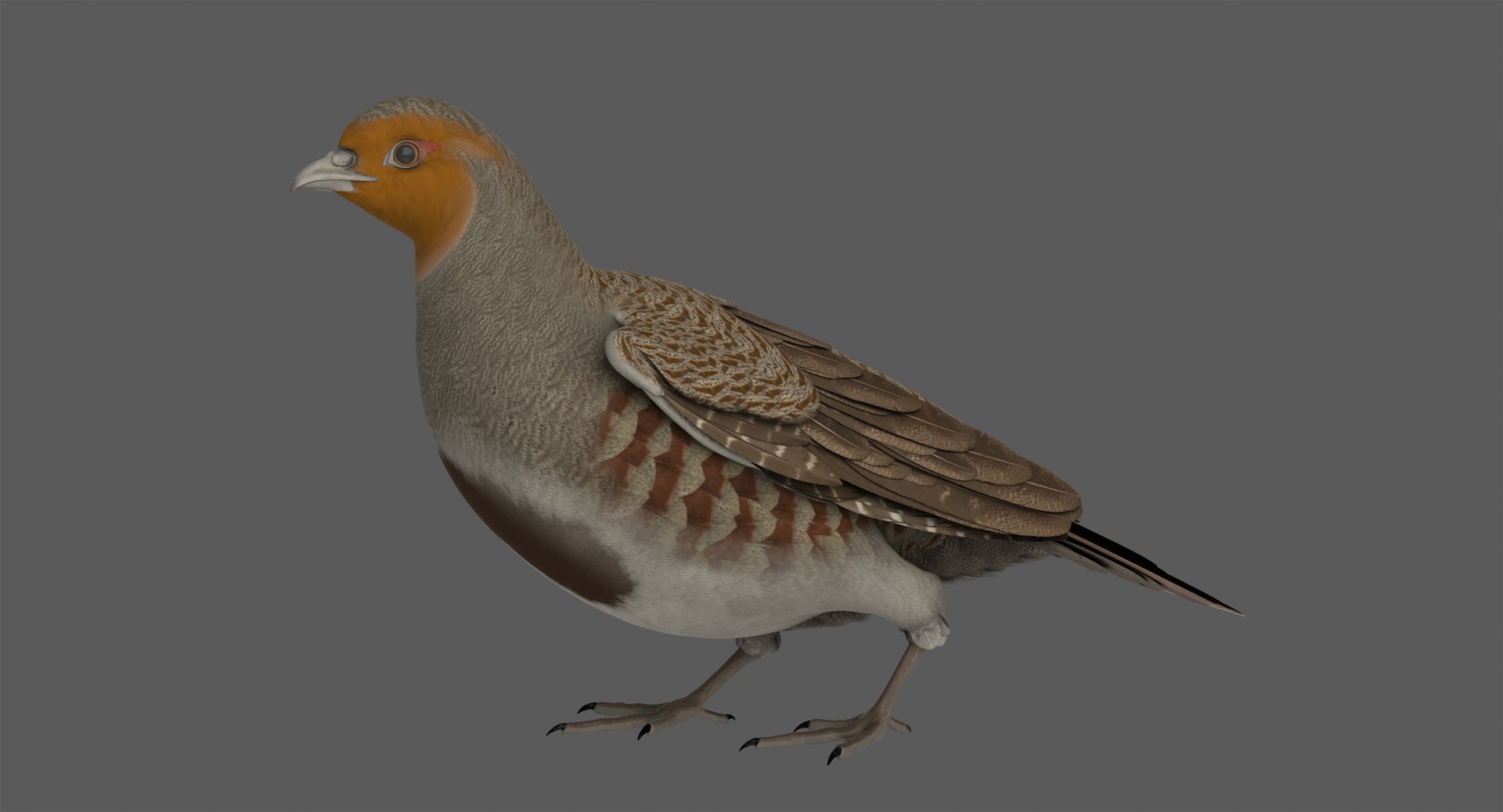 3D Model Rigged Grey Partridge - TurboSquid 1321248