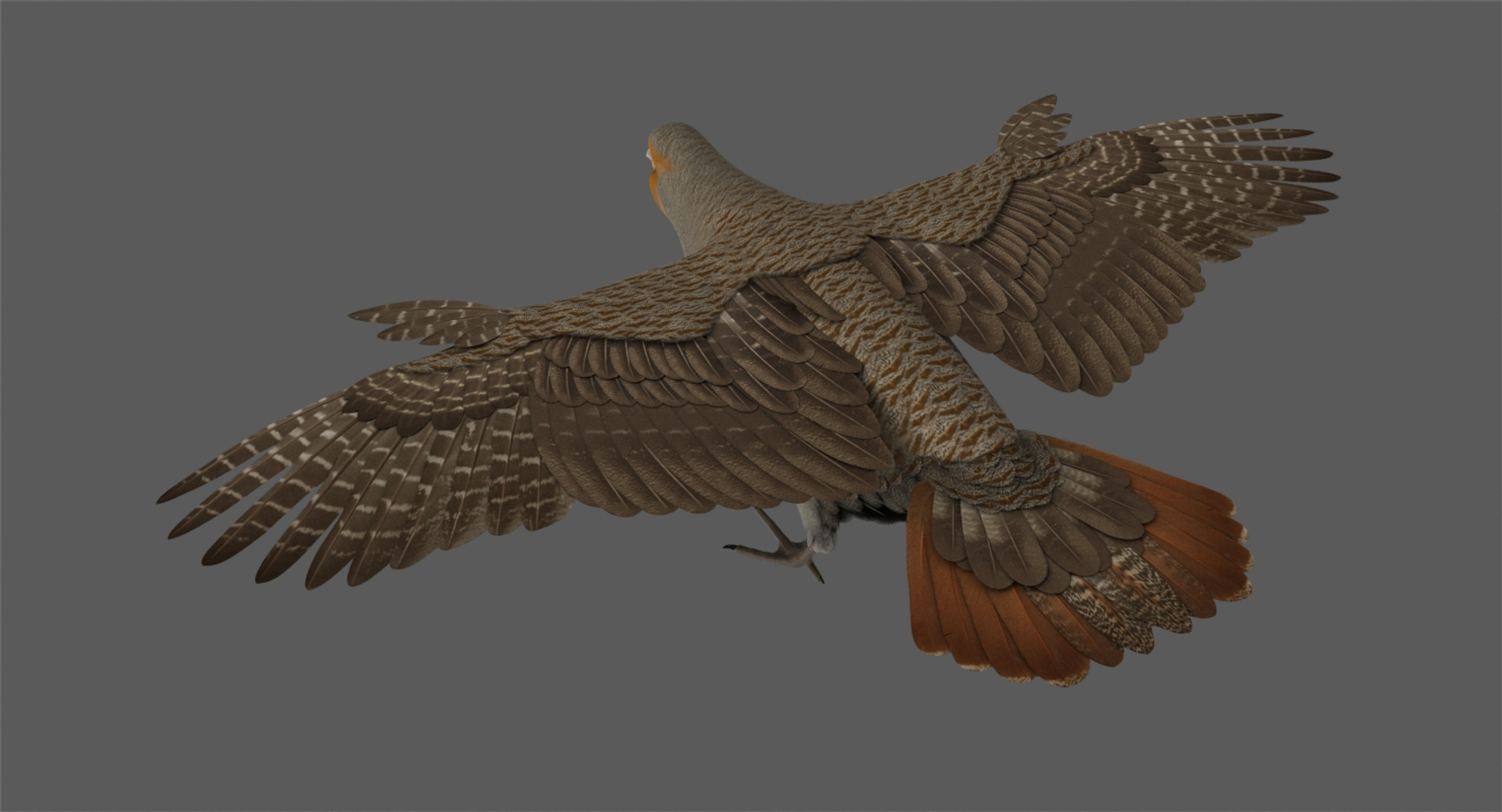 3D Model Rigged Grey Partridge - TurboSquid 1321248