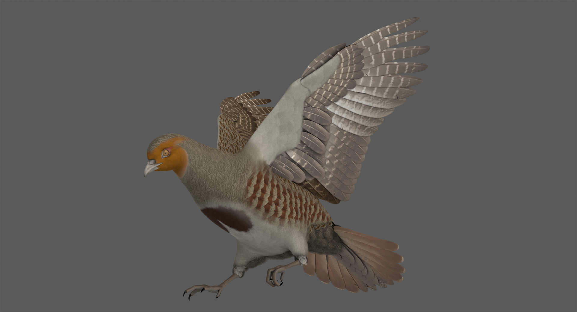 3D model rigged grey partridge - TurboSquid 1321248