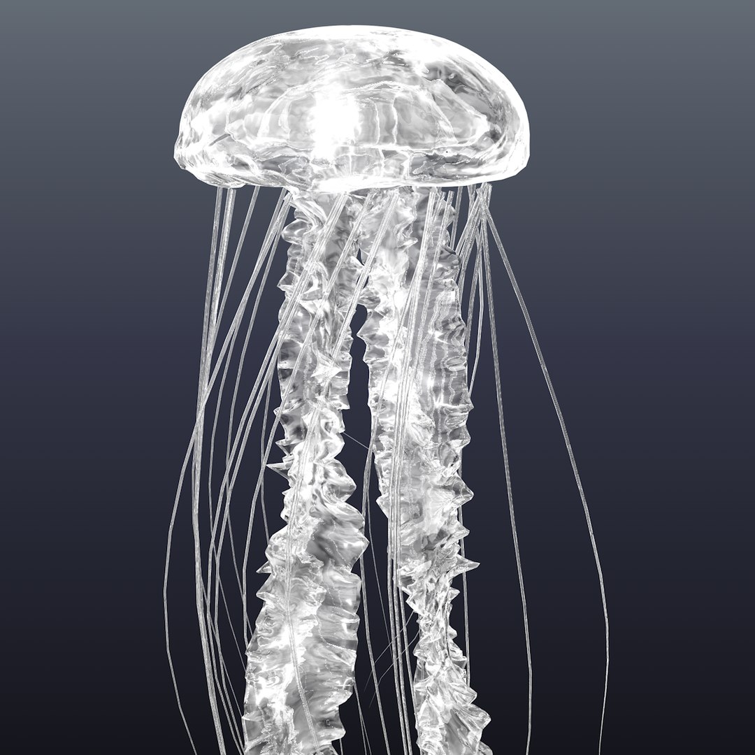 Realistic jellyfish 3D model - TurboSquid 1453720
