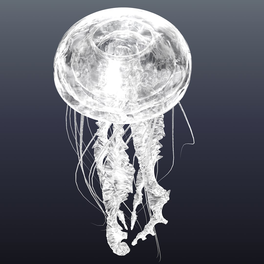 Realistic jellyfish 3D model - TurboSquid 1453720