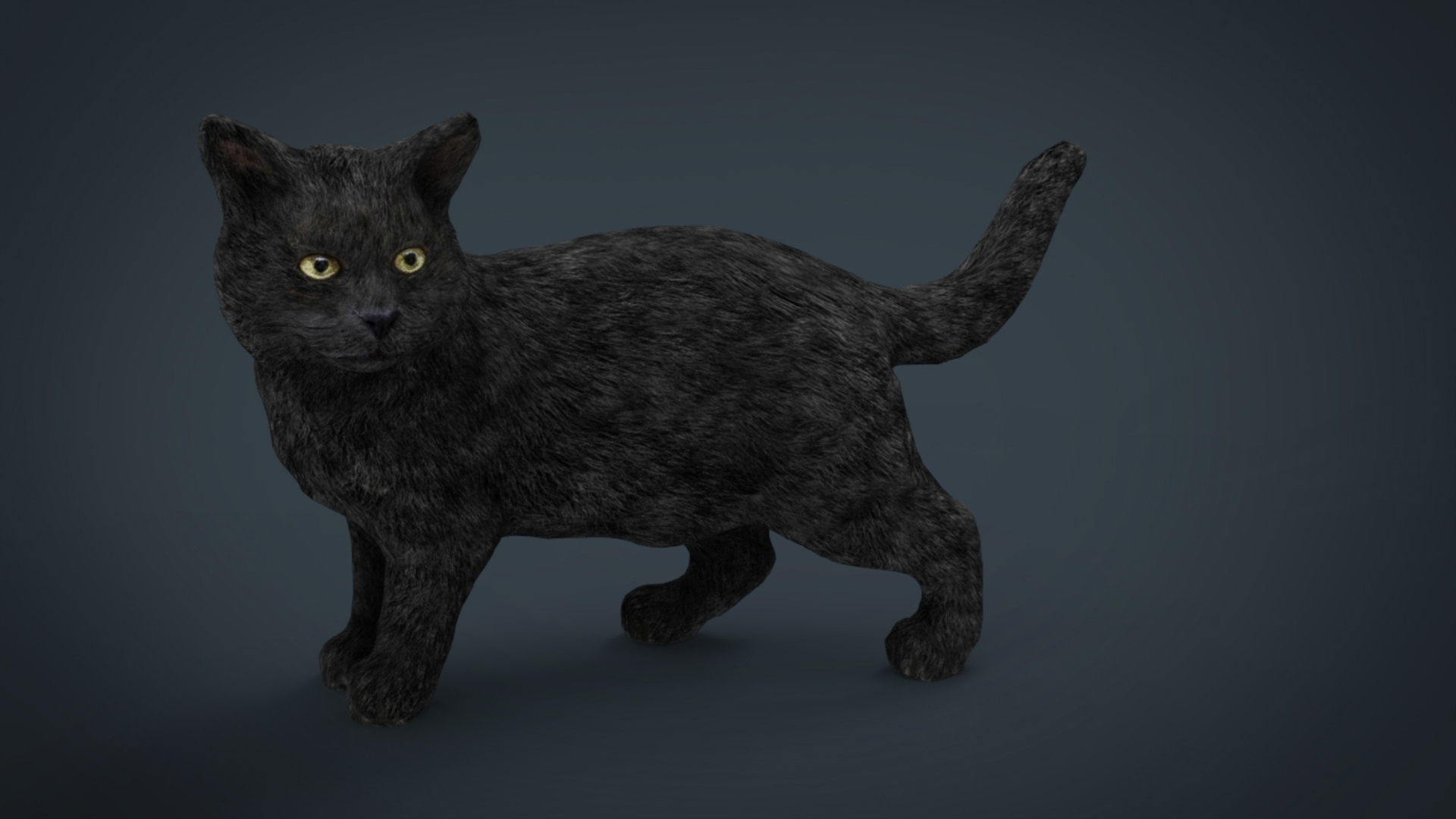 Cat 3D Model - TurboSquid 1166223