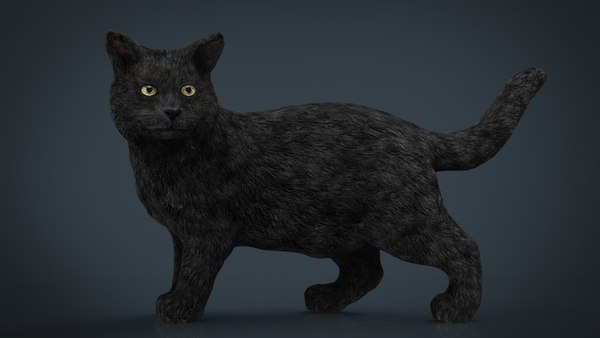 modelo 3d Gato - TurboSquid 1166223