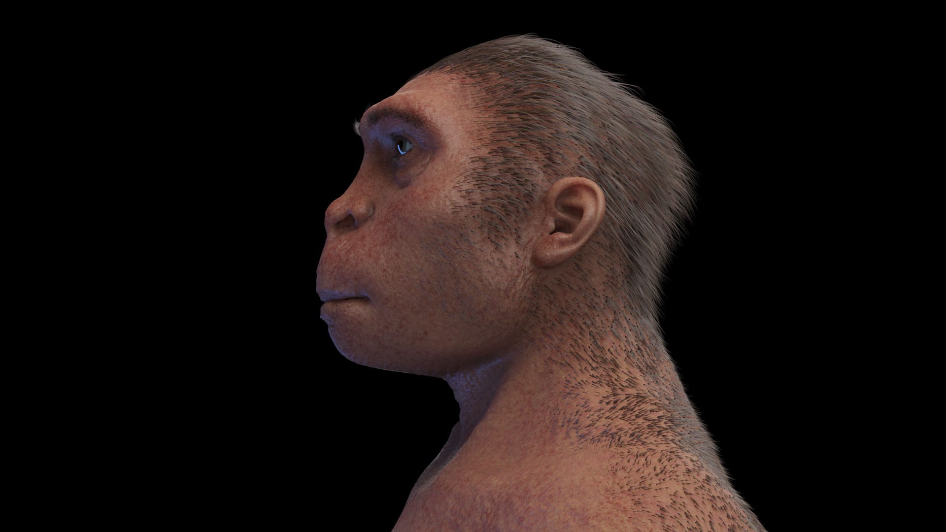 3D Homo Habilis Female Model - TurboSquid 2102627
