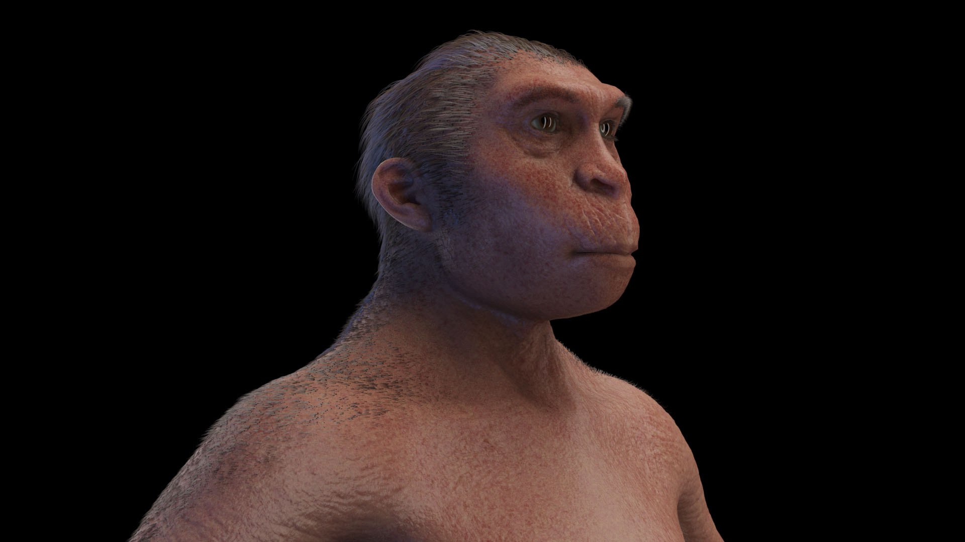 3D Homo Habilis Female Model - TurboSquid 2102627
