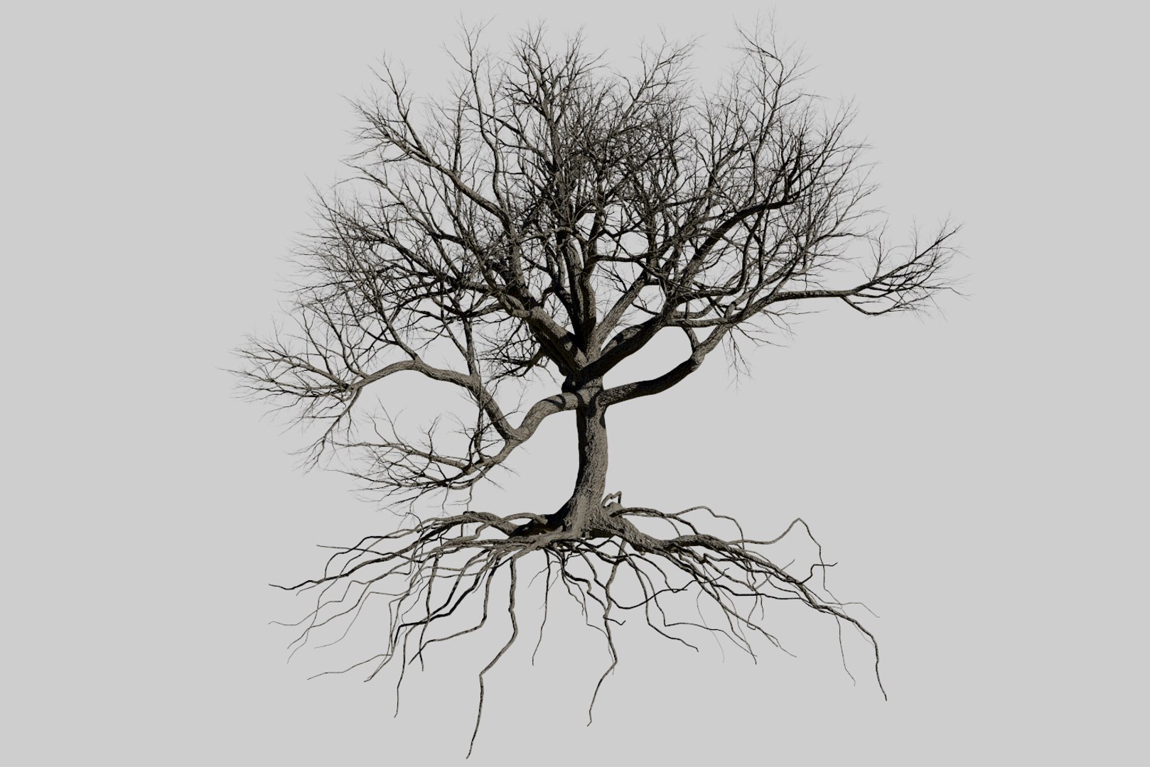 Oak Dry 3 Tree 3D Model - TurboSquid 1390007