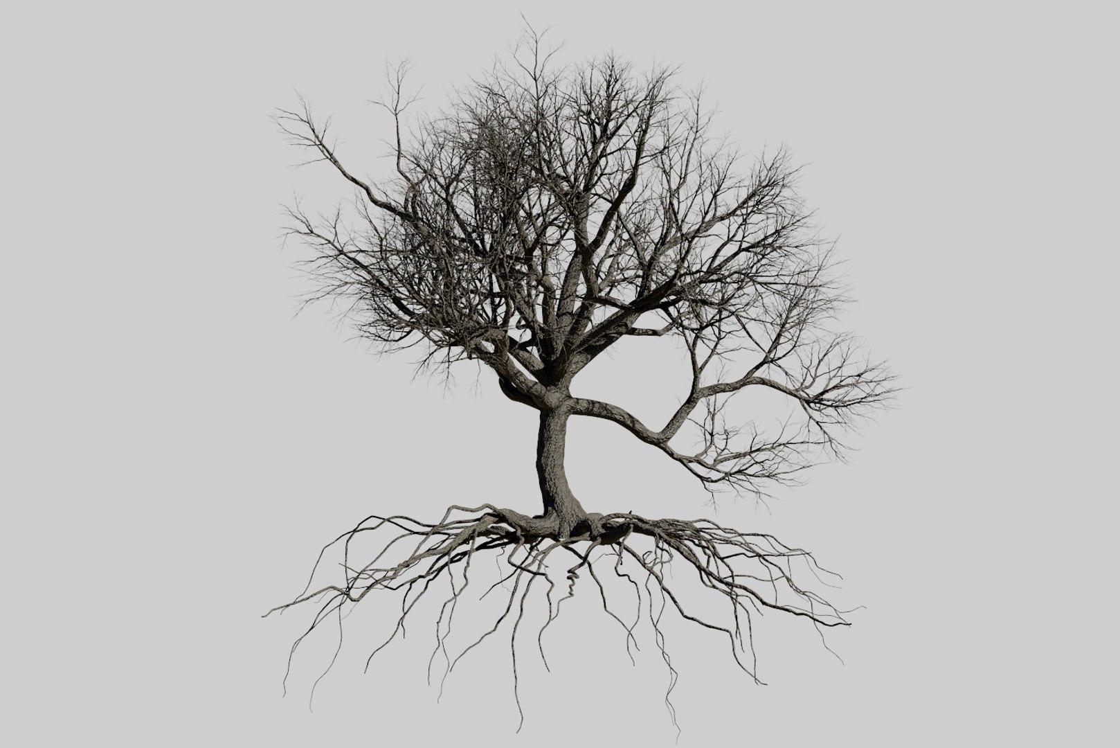 Oak Dry 3 Tree 3D Model - TurboSquid 1390007