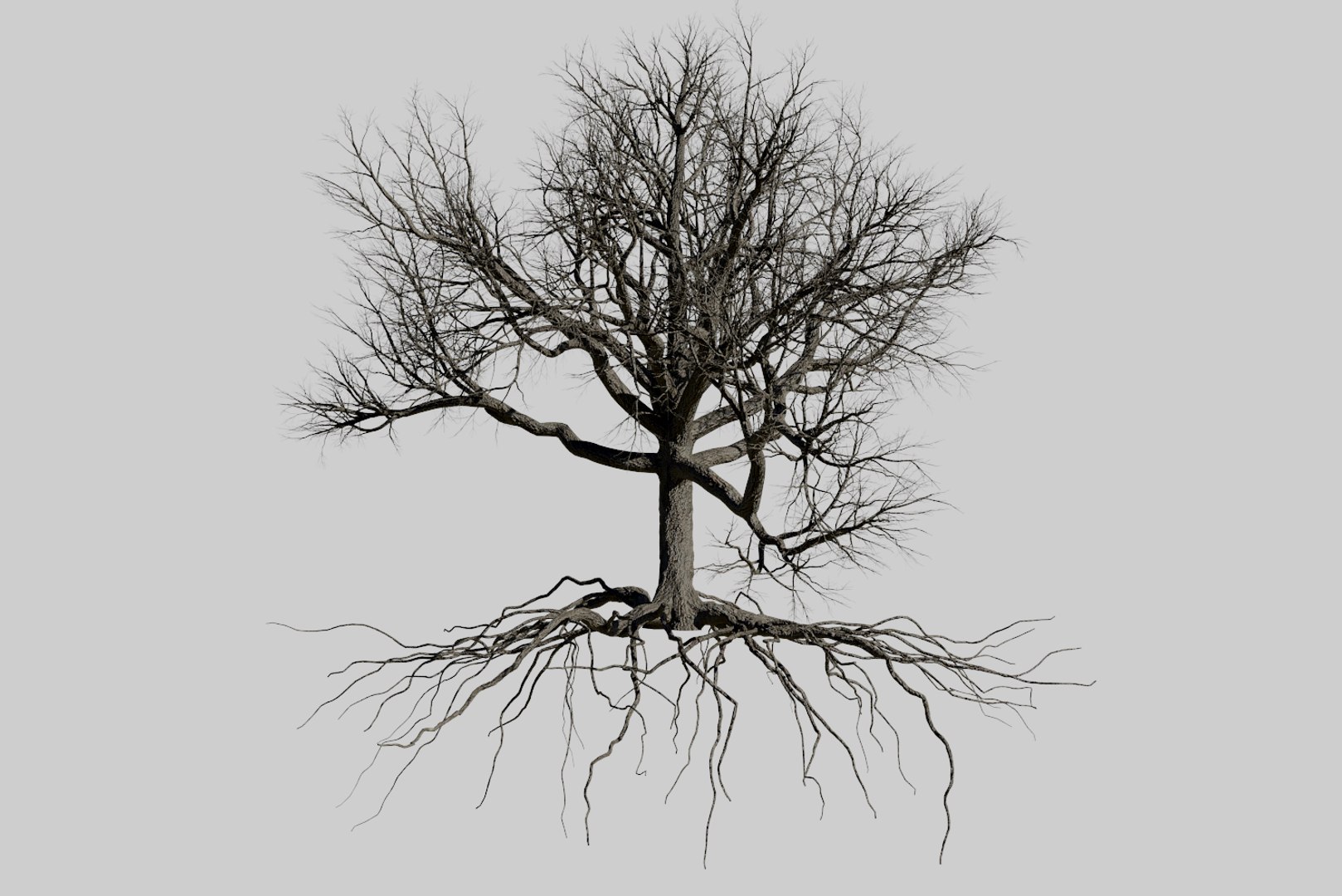 Oak Dry 3 Tree 3D Model - TurboSquid 1390007
