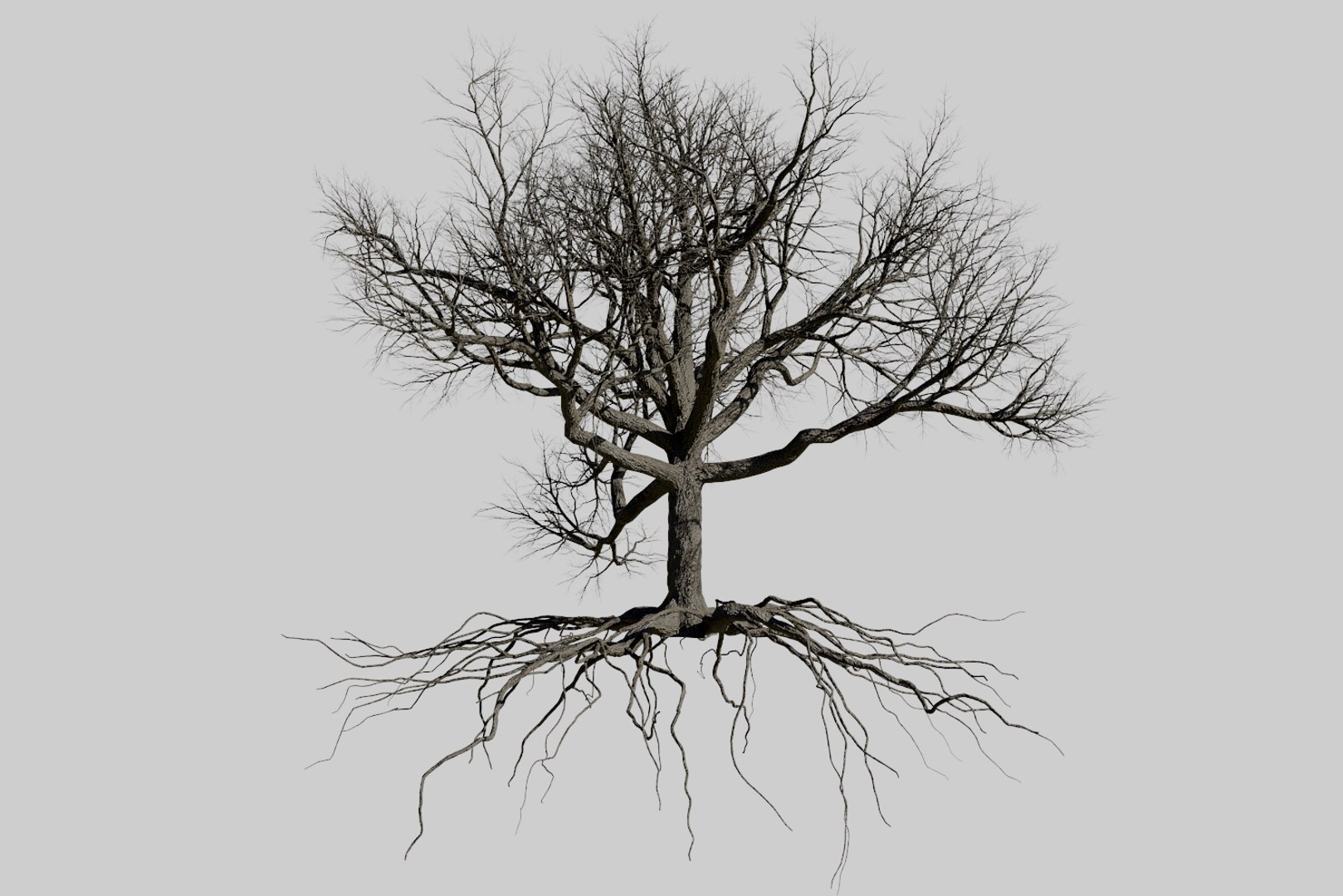 Oak Dry 3 Tree 3D Model - TurboSquid 1390007