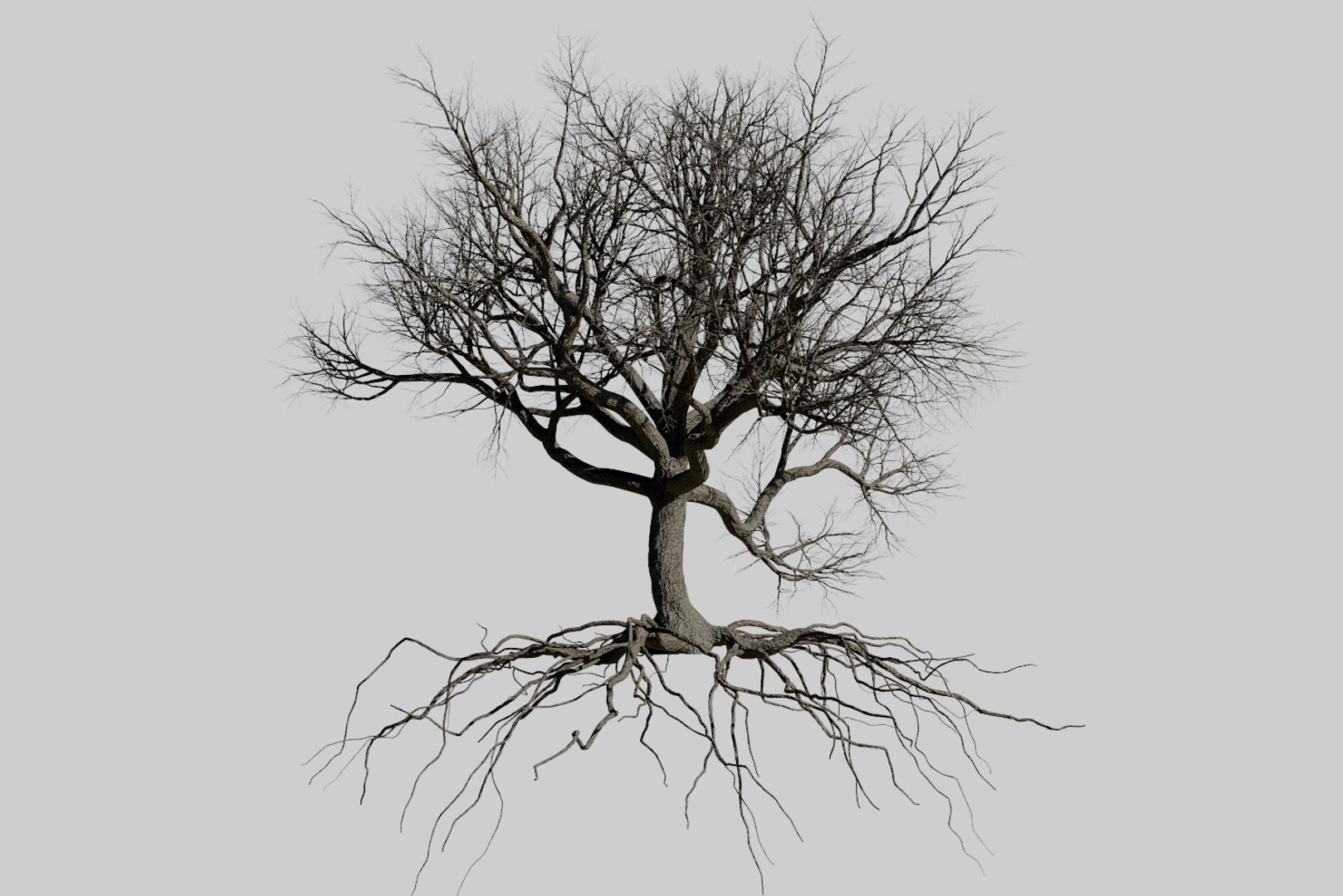 Oak Dry 3 Tree 3D Model - TurboSquid 1390007