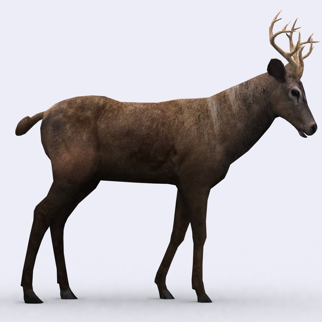 3ds max wild animal - deer