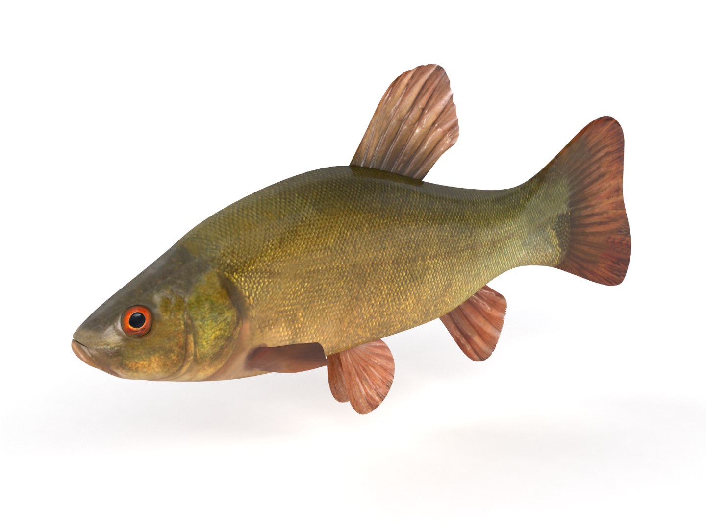 Tench Fish 3D - TurboSquid 1546962