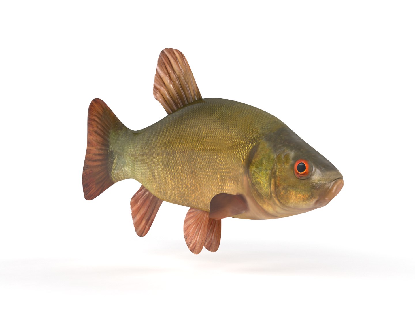 Tench Fish 3D - TurboSquid 1546962