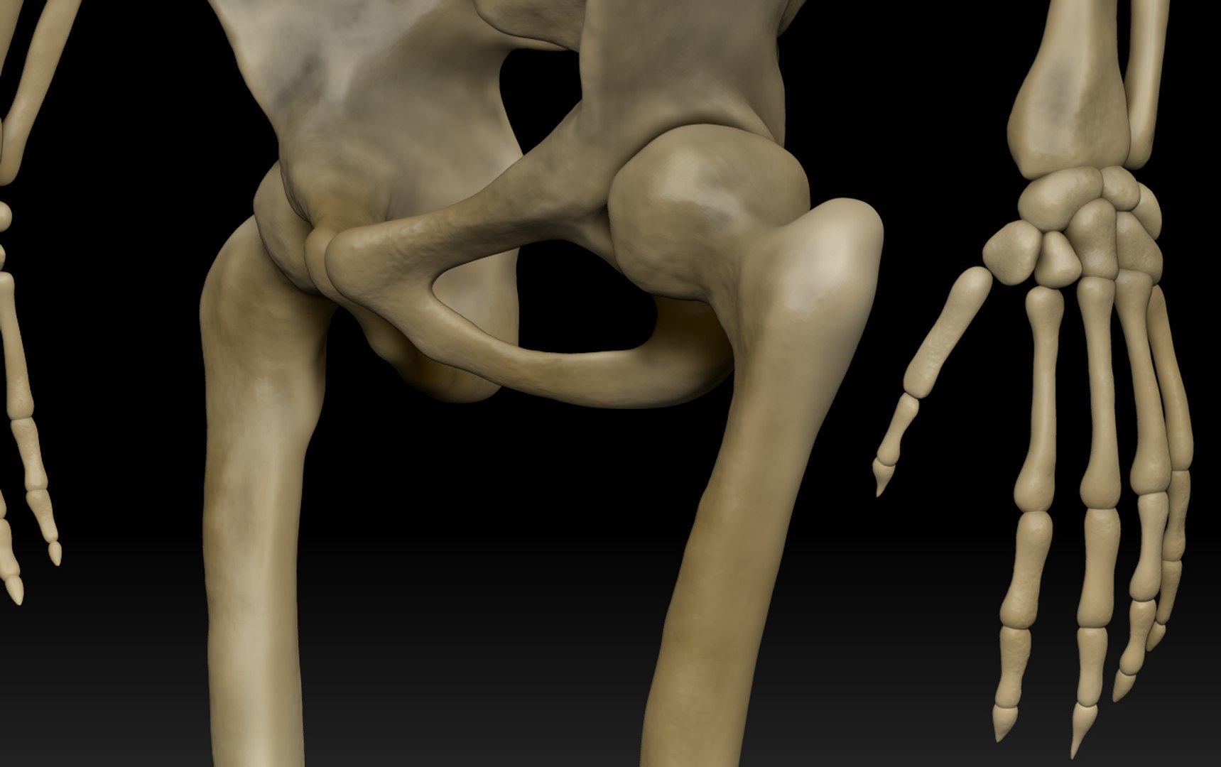 Obj Anatomically Human Skeleton