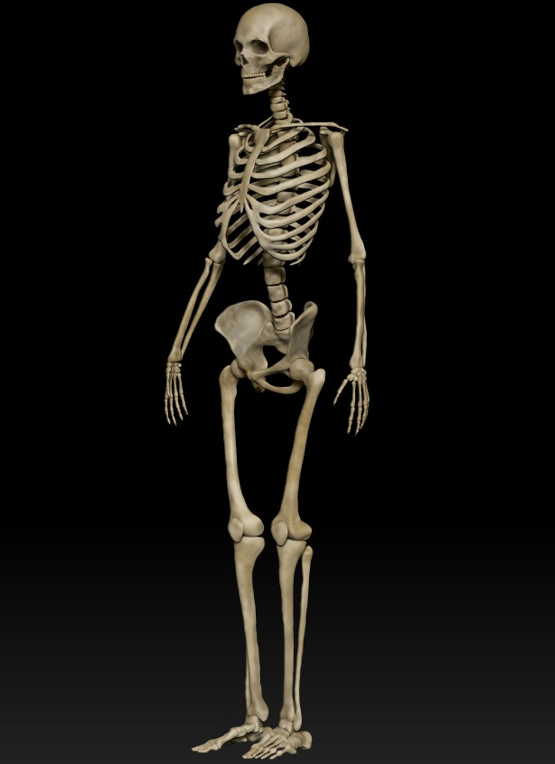 Obj Anatomically Human Skeleton