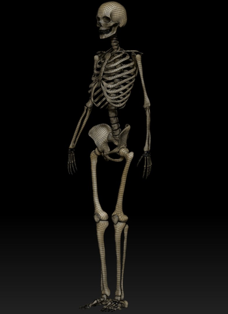 Obj Anatomically Human Skeleton