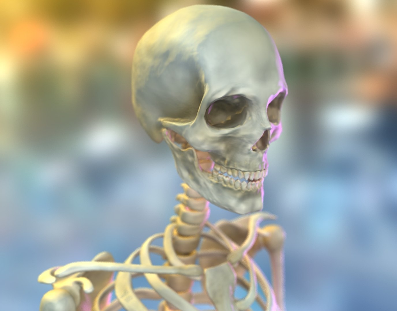 Obj Anatomically Human Skeleton