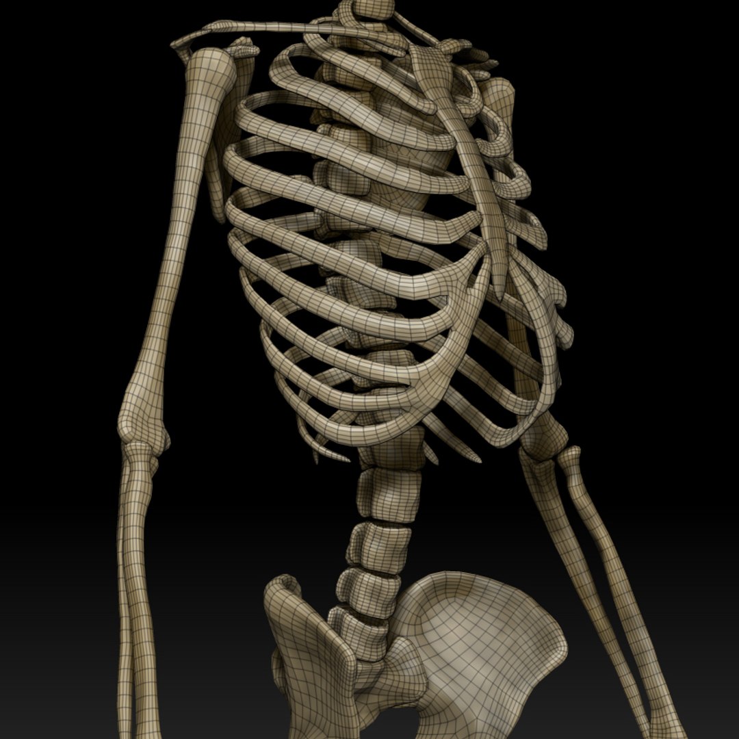 Obj Anatomically Human Skeleton