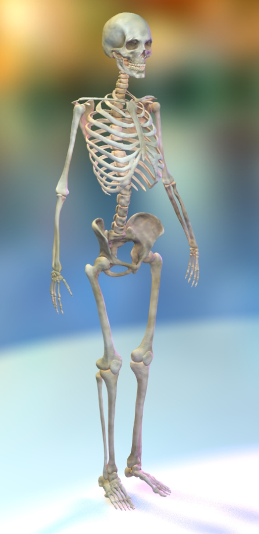 Obj Anatomically Human Skeleton