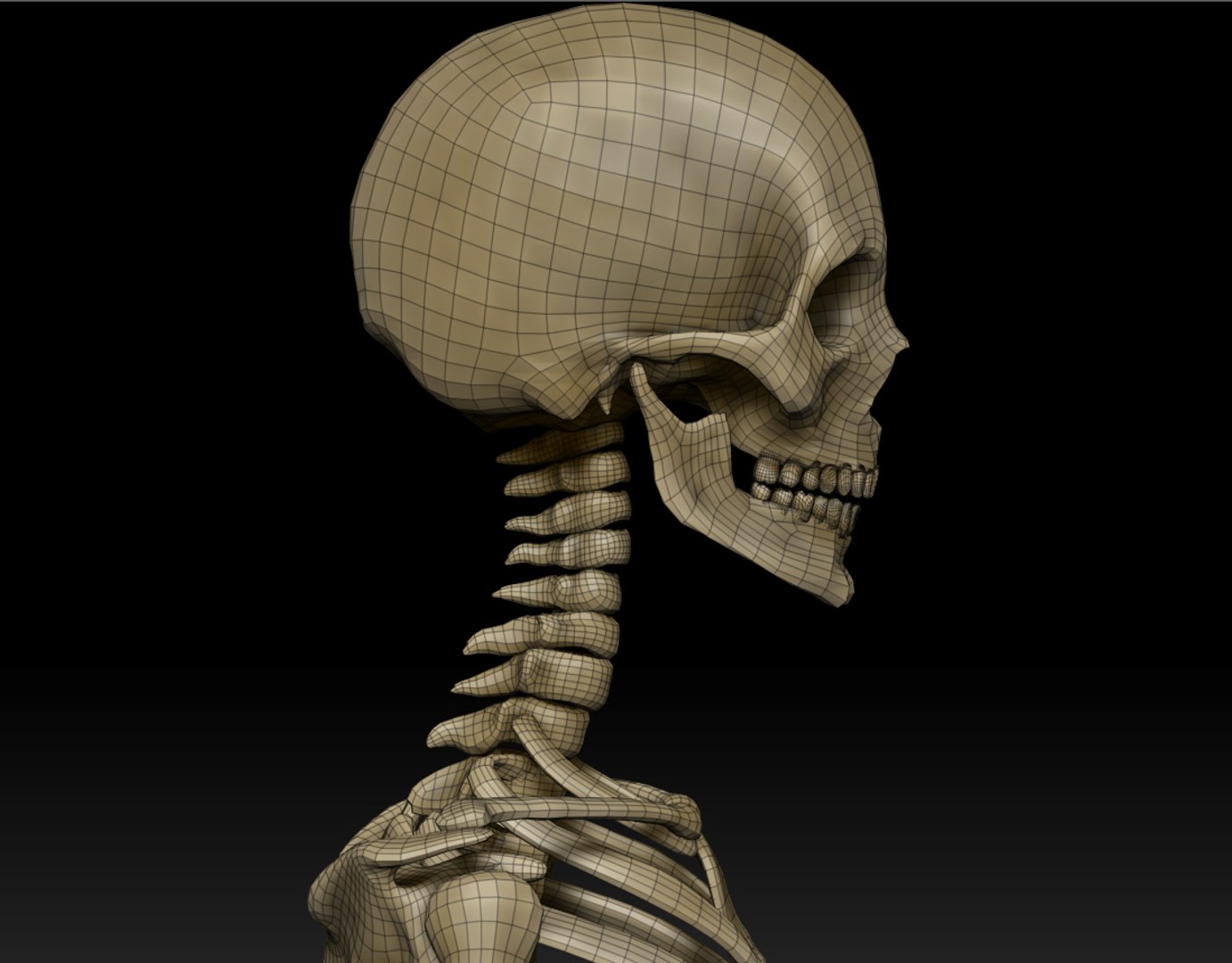 Obj Anatomically Human Skeleton