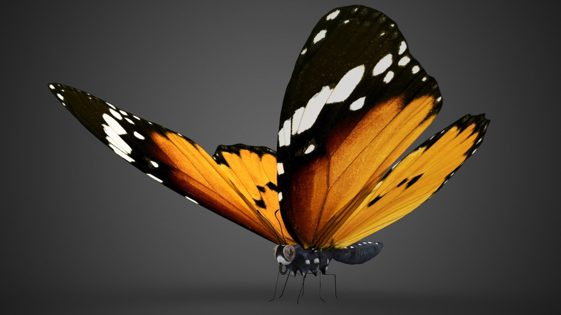 3d model monarch butterfly