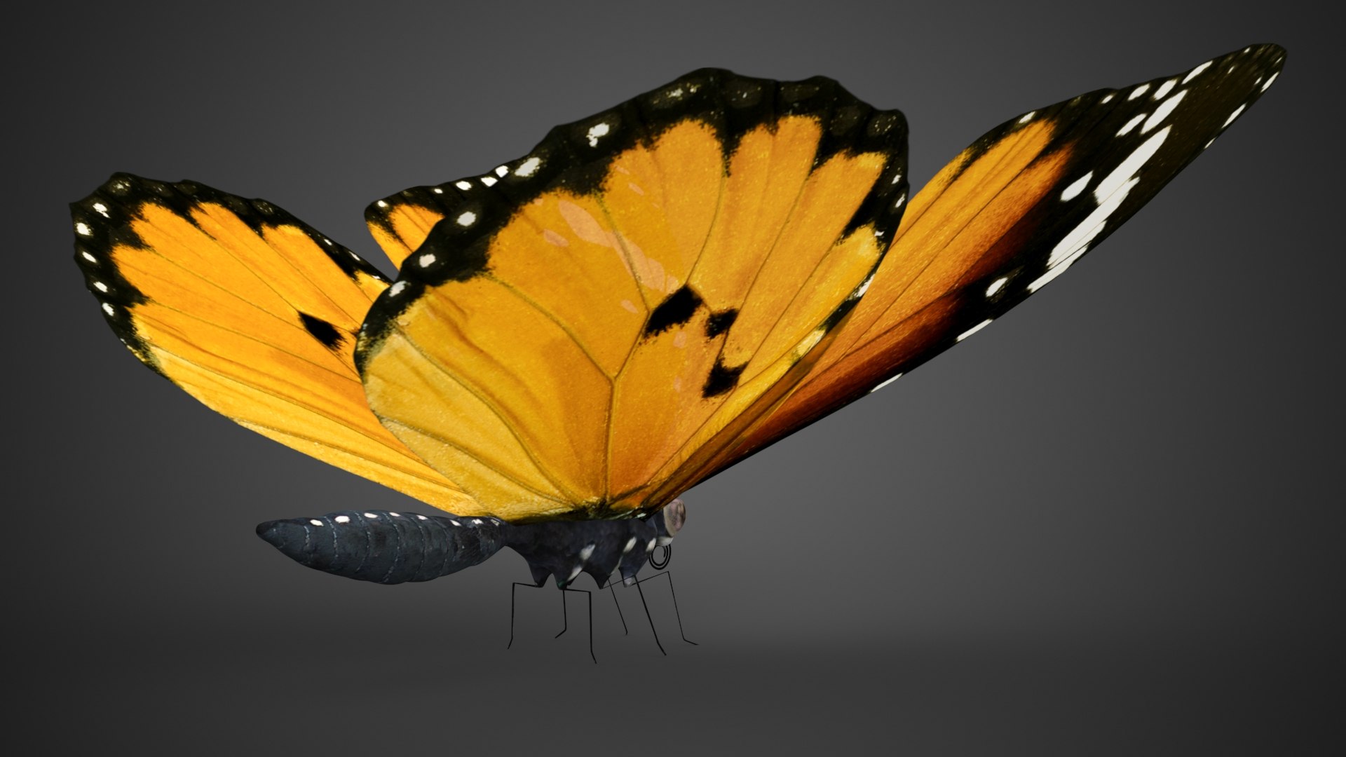 3d model monarch butterfly