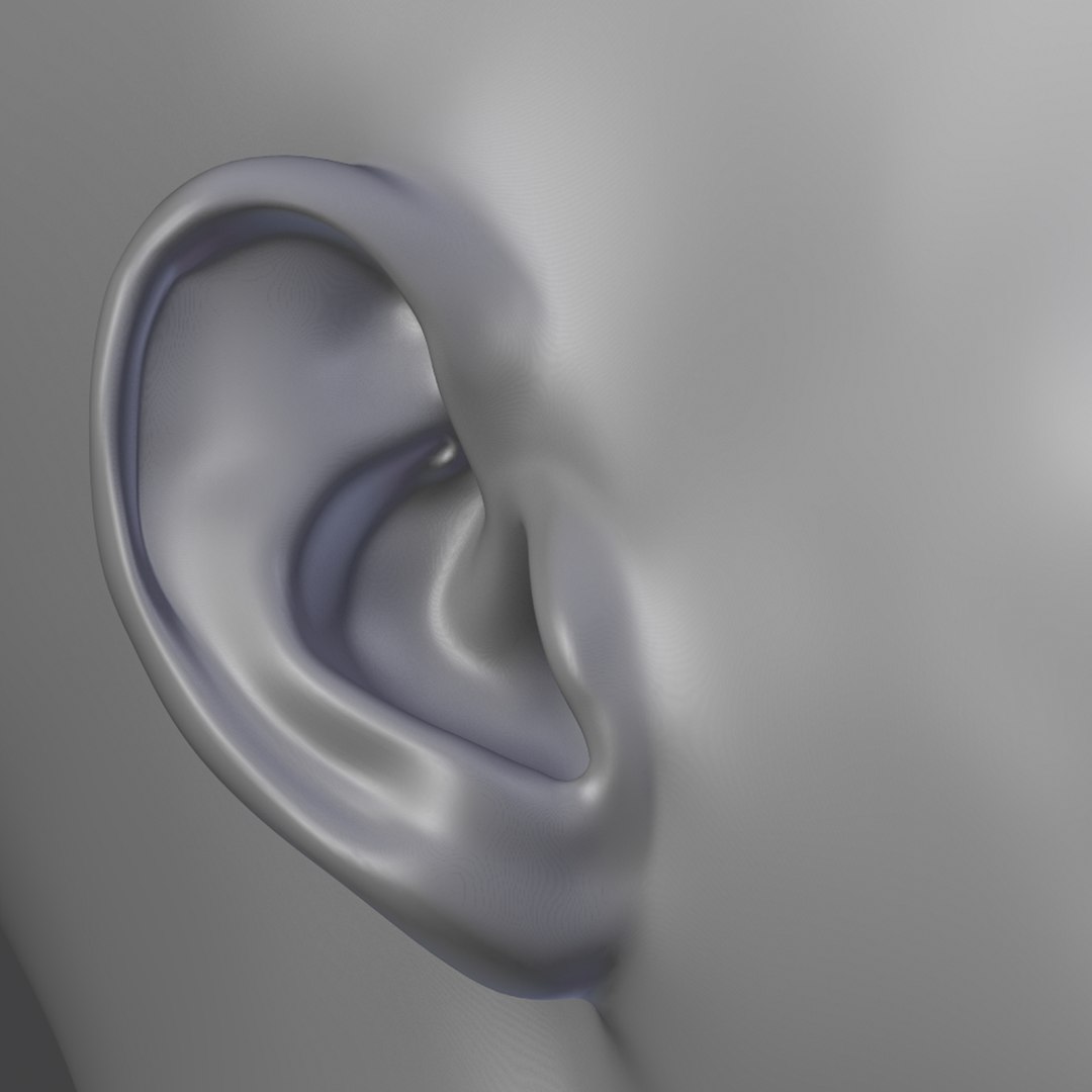 3d Model Of Male Details