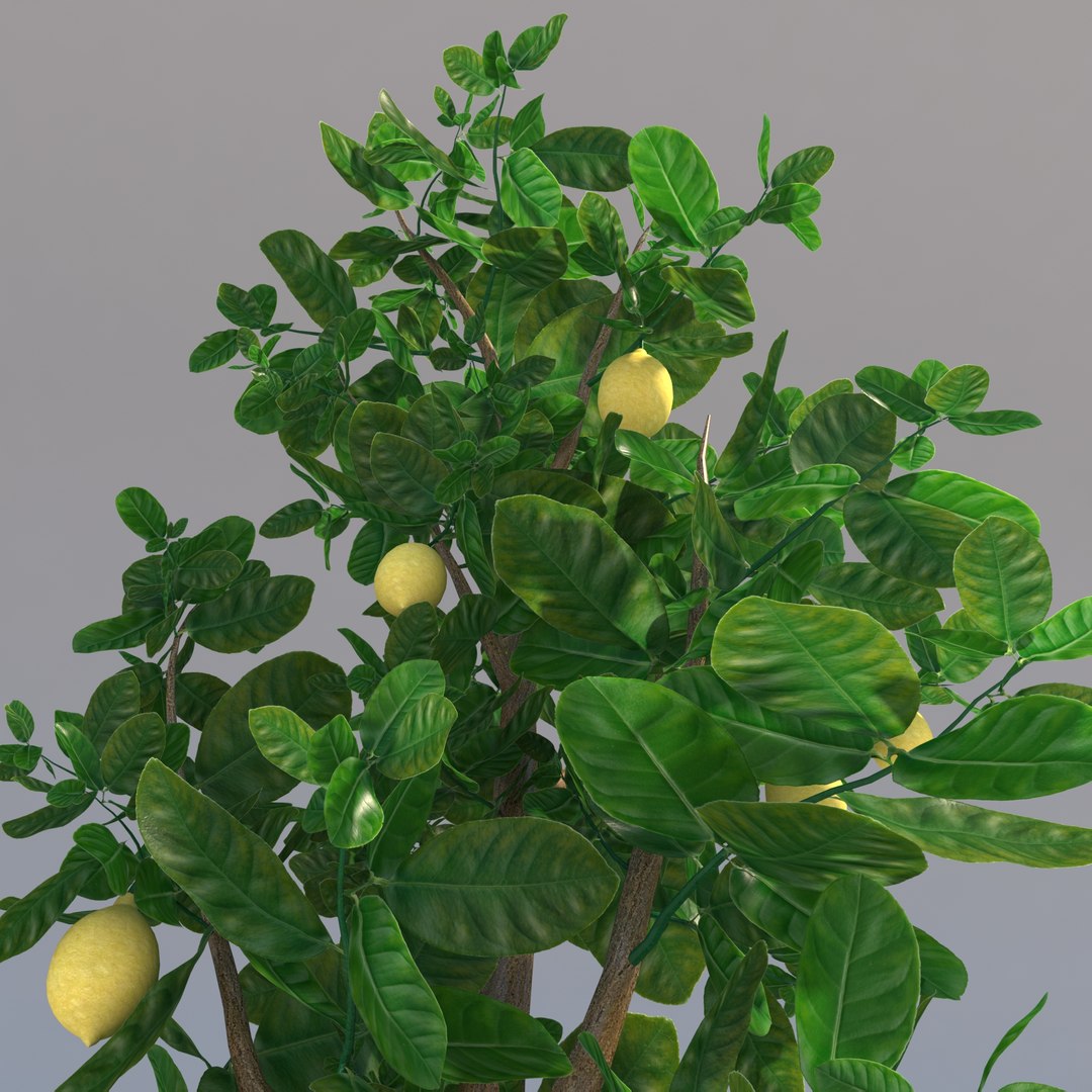 Lemon Tree 3D - TurboSquid 1645860