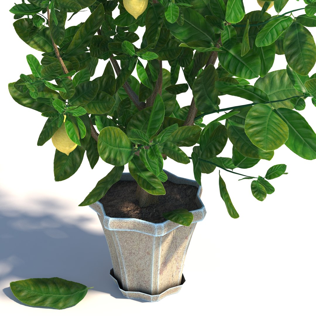 Lemon Tree 3D - TurboSquid 1645860