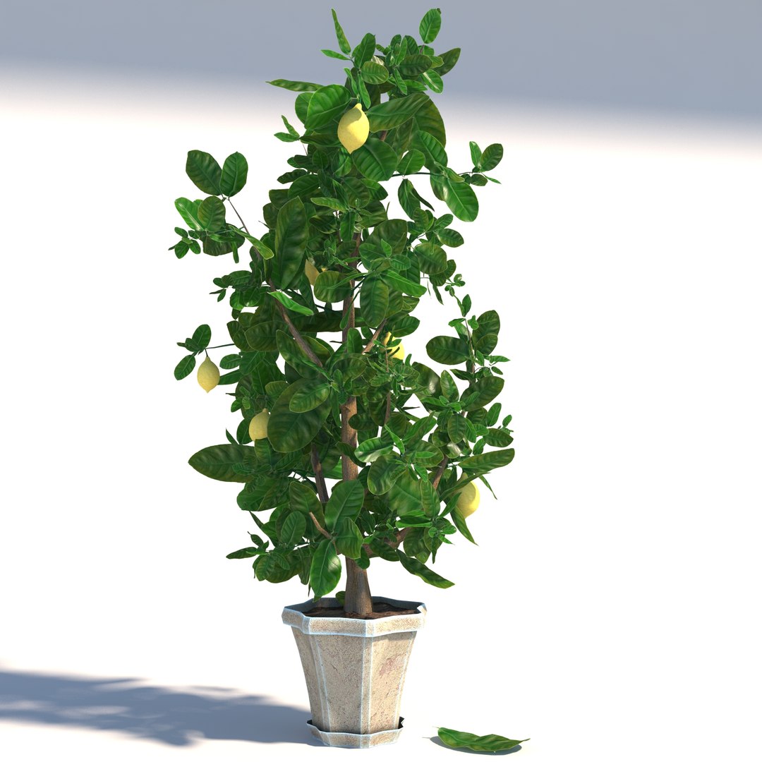 Lemon Tree 3D - TurboSquid 1645860