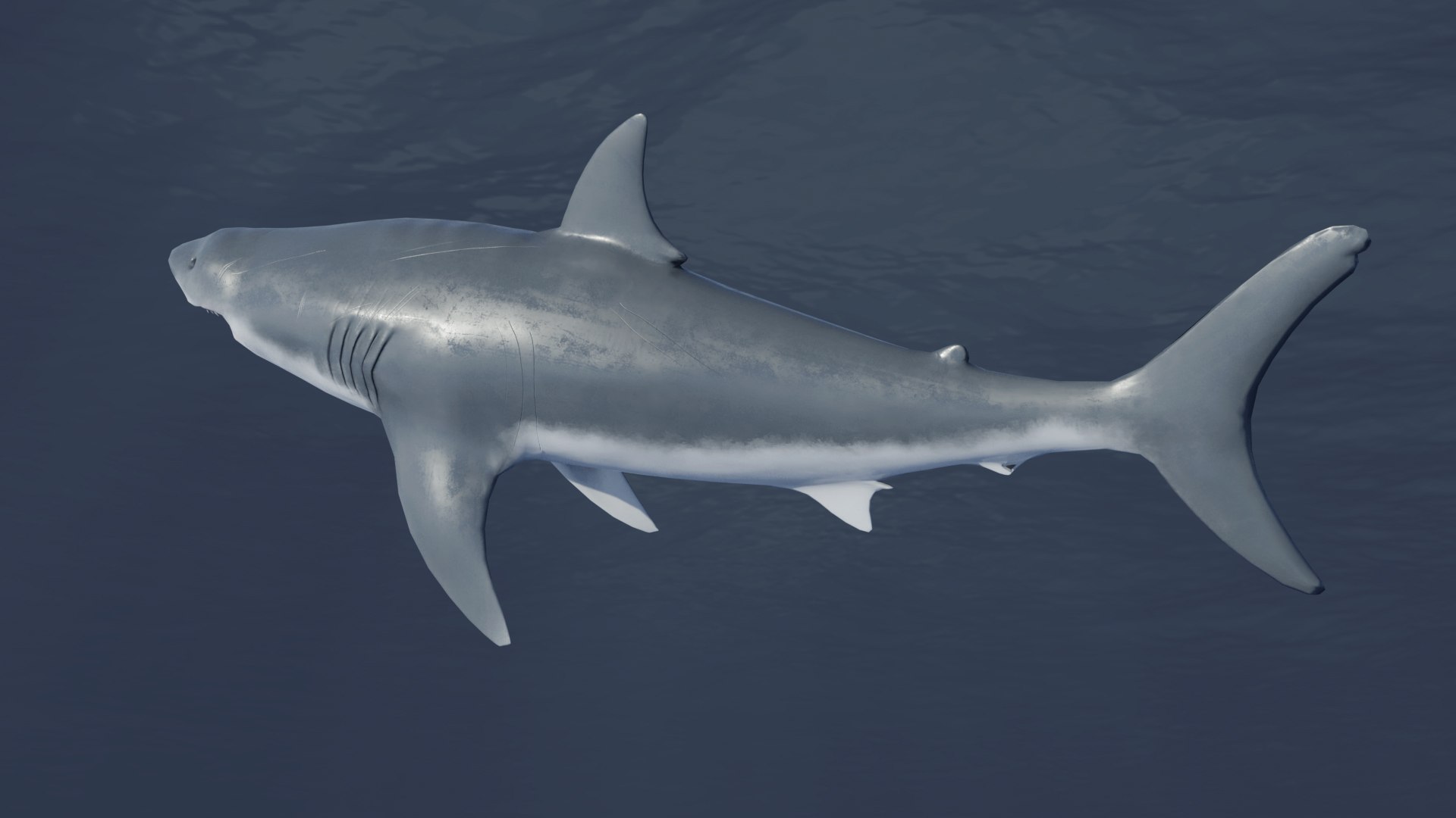 Great White Shark NO Rigged in Blender model - TurboSquid 2009438