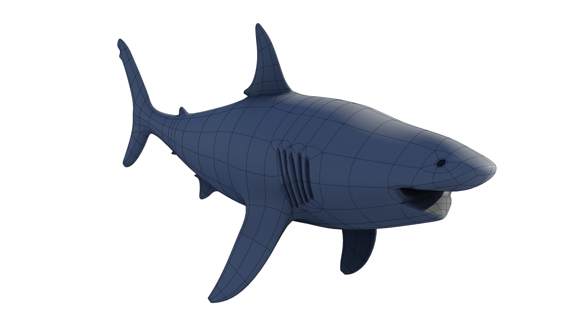 Great White Shark NO Rigged in Blender model - TurboSquid 2009438