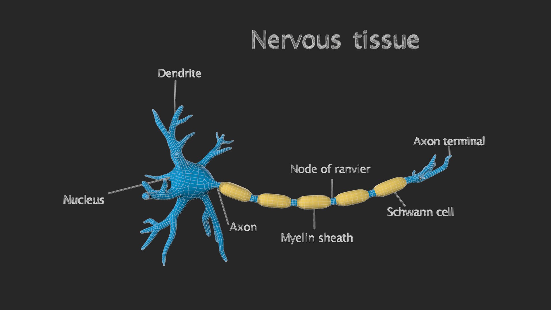 Nervous Tissue 3D Model - TurboSquid 1547883