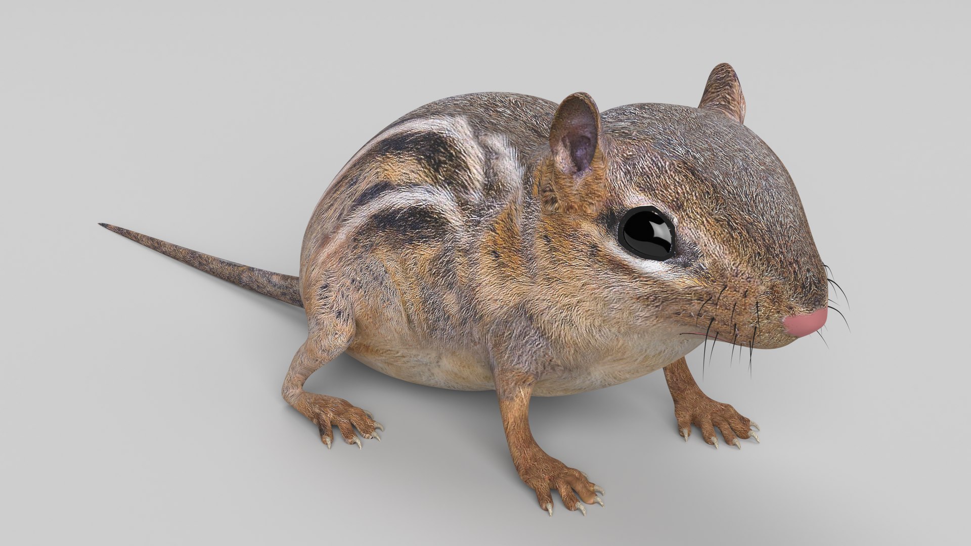 Chipmunk mammal animal 3D model - TurboSquid 1680610