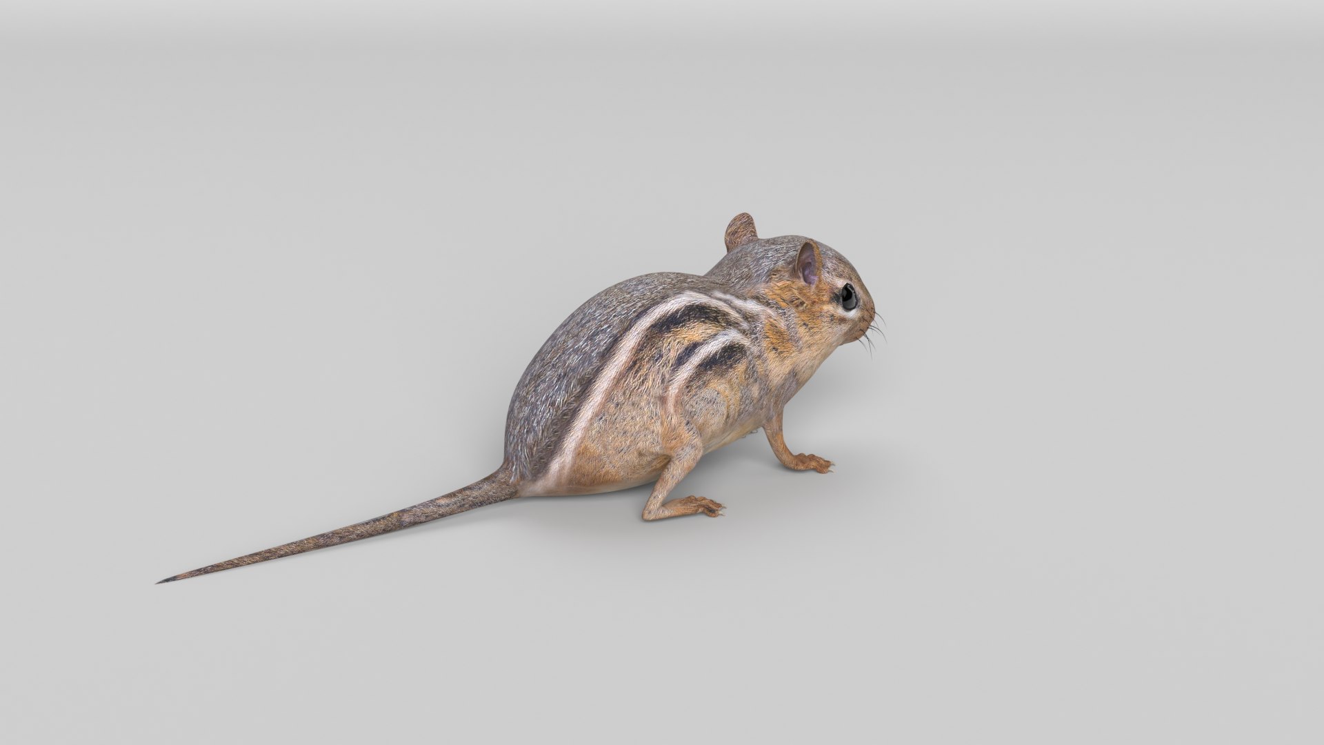 Chipmunk mammal animal 3D model - TurboSquid 1680610