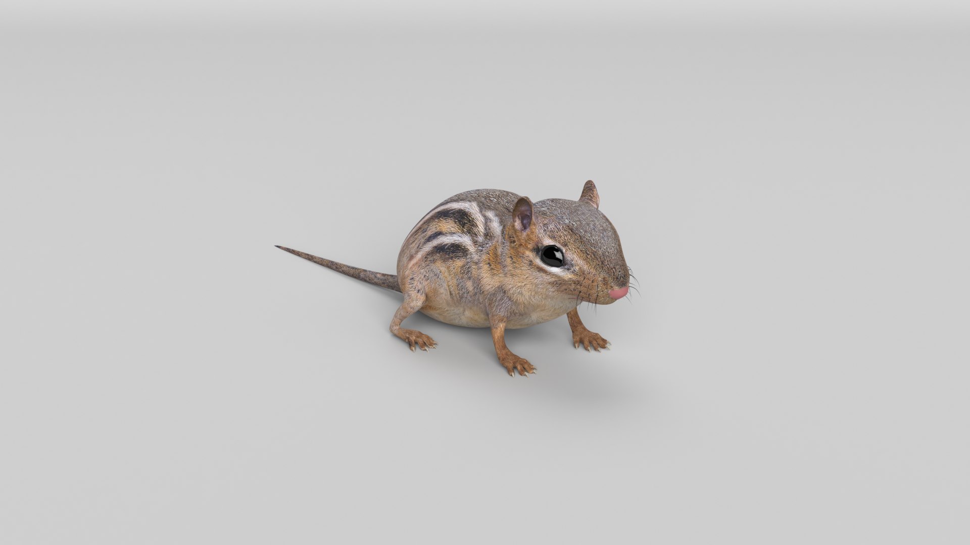 Chipmunk mammal animal 3D model - TurboSquid 1680610