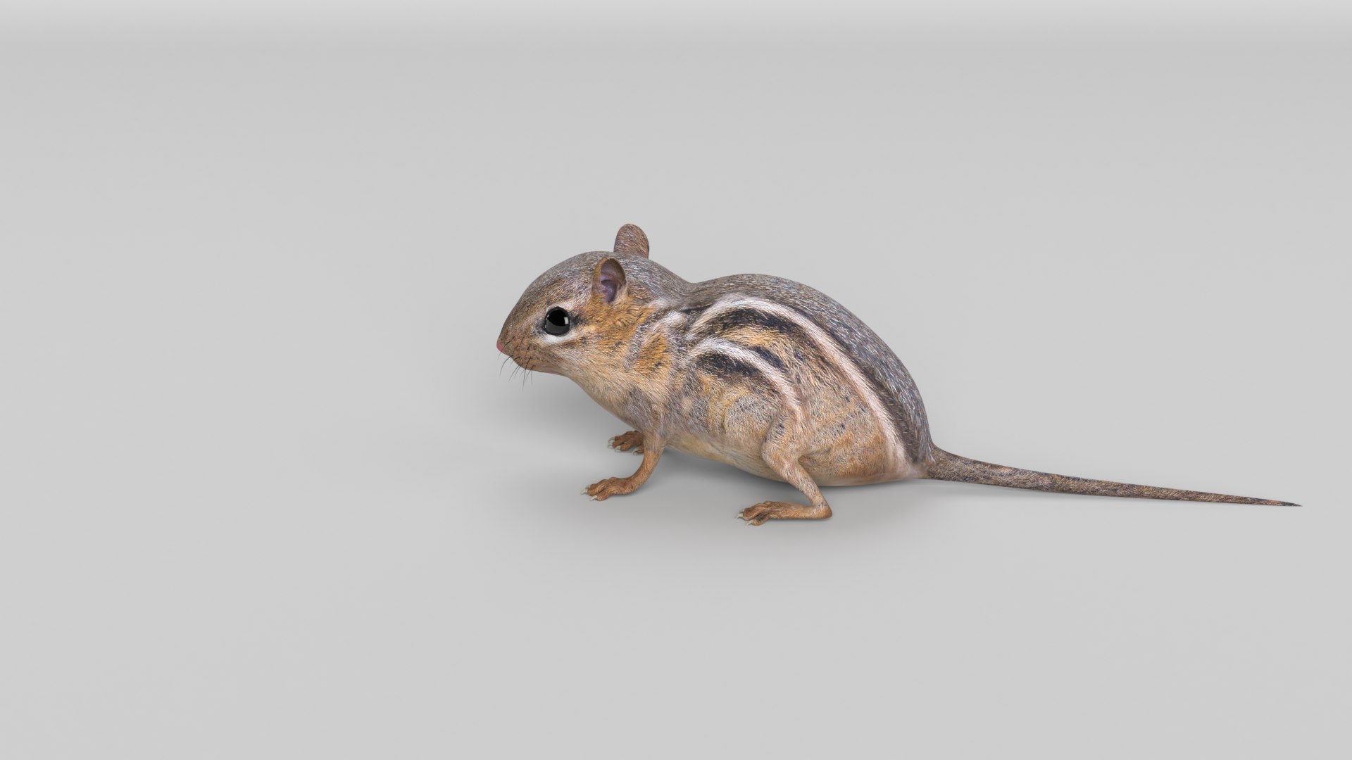 Chipmunk mammal animal 3D model - TurboSquid 1680610