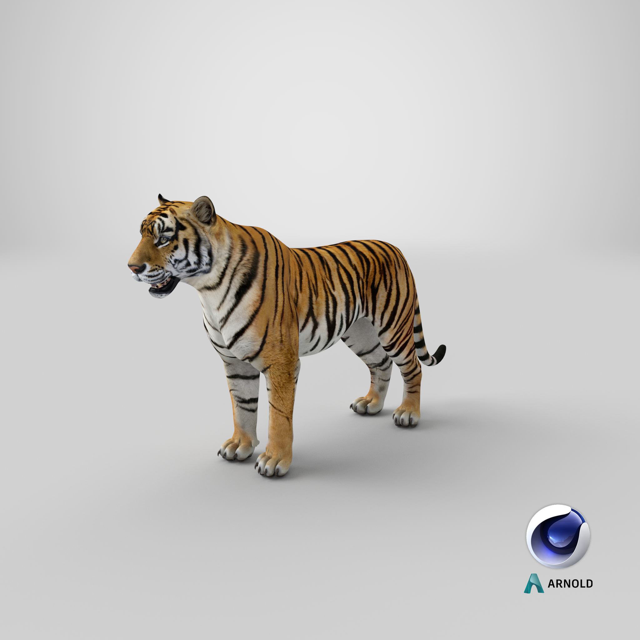 Tiger 3D model - TurboSquid 1271766