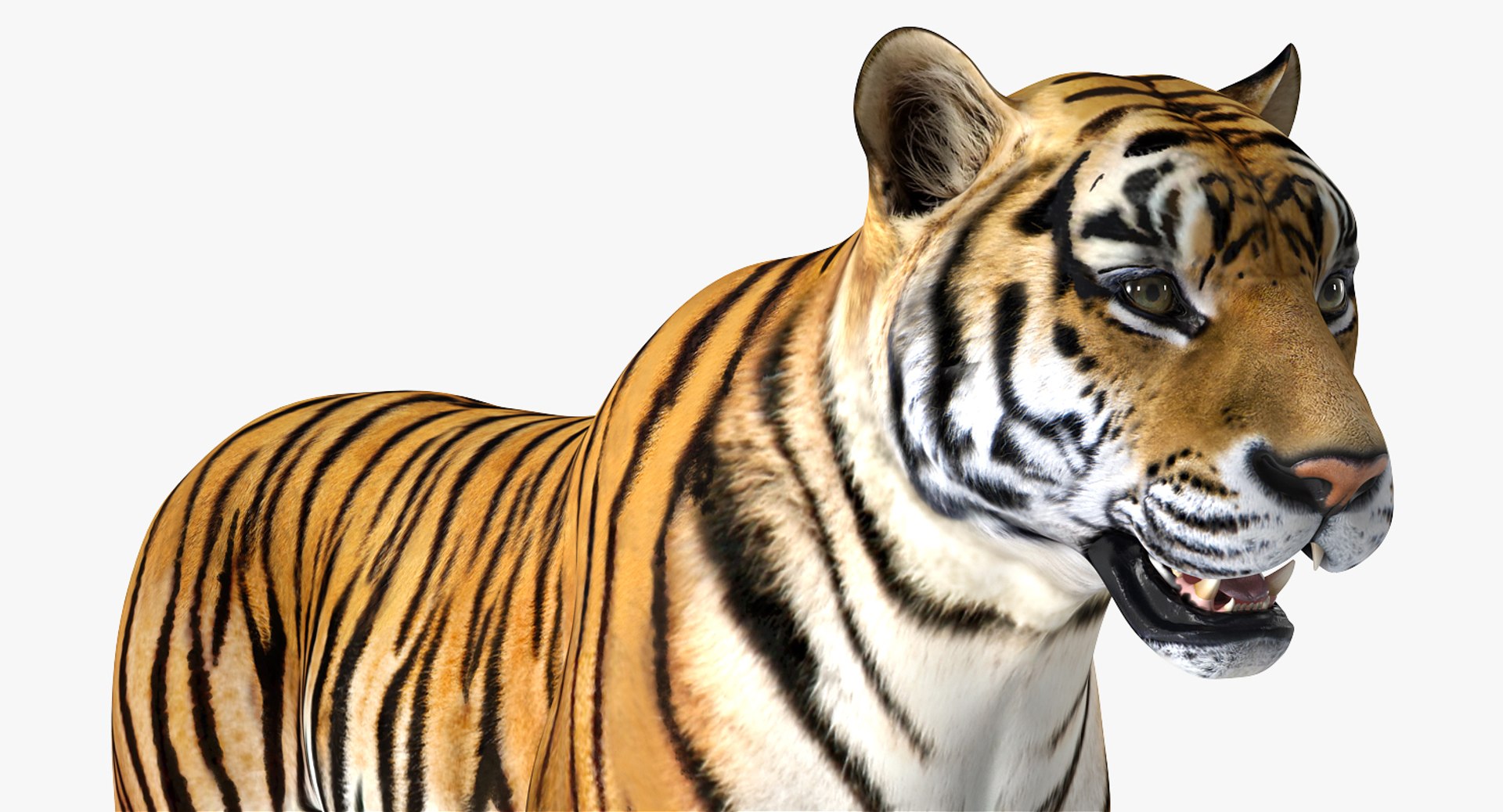 Tiger 3D model - TurboSquid 1271766