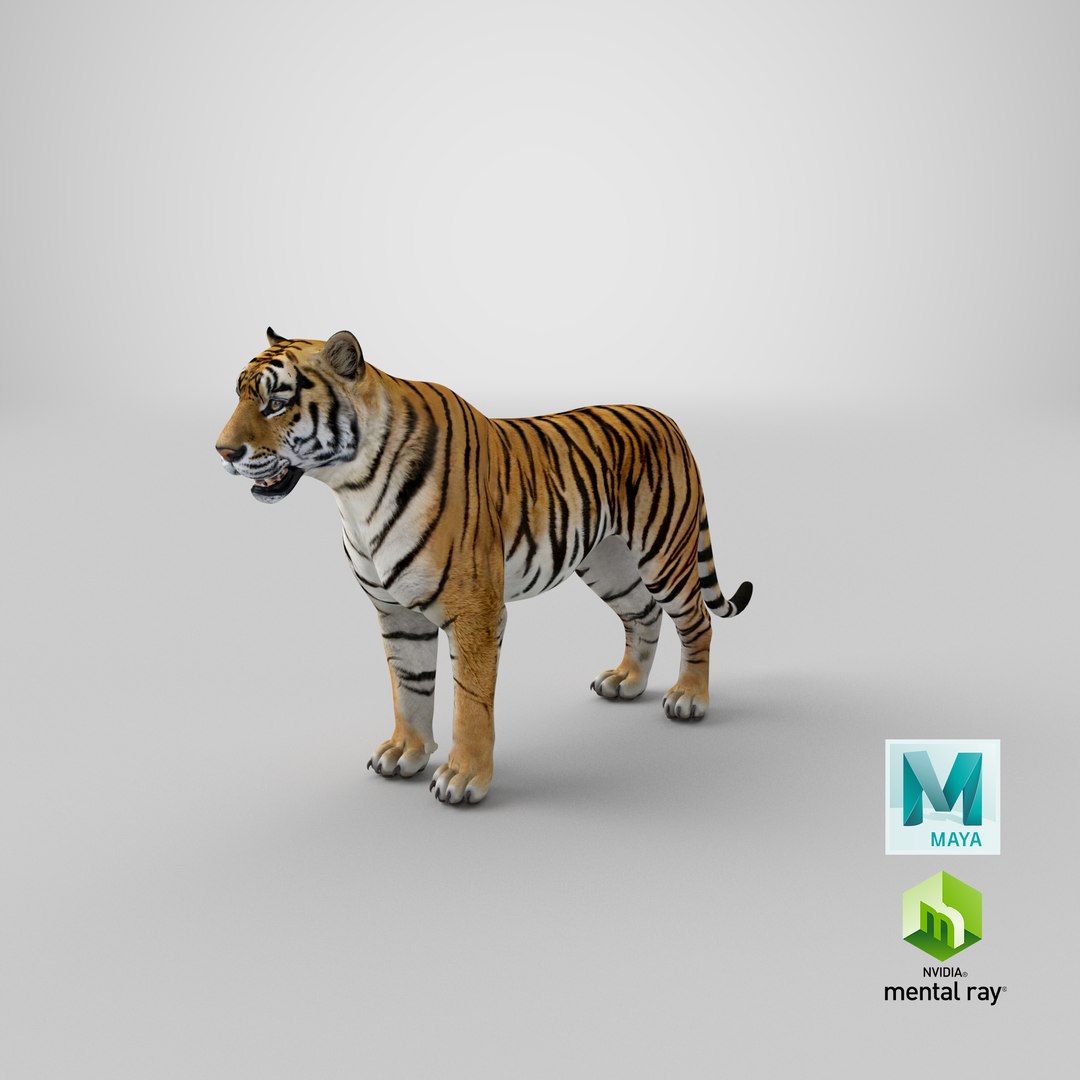 Tiger 3D Model - TurboSquid 1271766